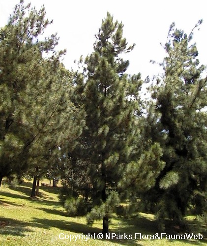 NParks | Pinus caribaea