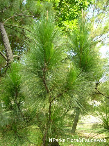 NParks | Pinus caribaea