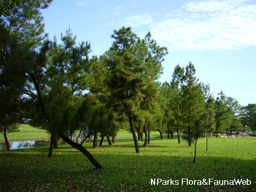 NParks | Pinus caribaea