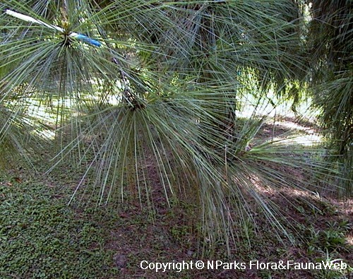 NParks | Pinus caribaea