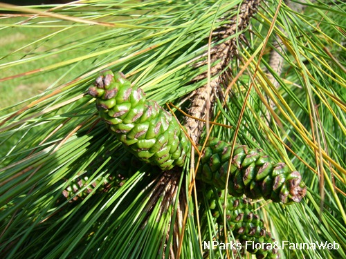 NParks | Pinus caribaea