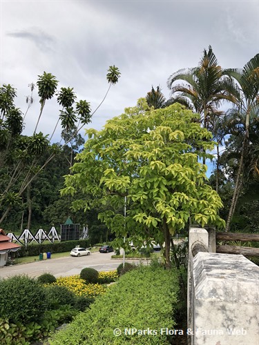 NParks | Pisonia grandis