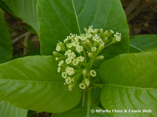 NParks | Pisonia grandis