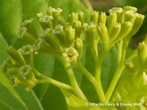 NParks | Pisonia grandis