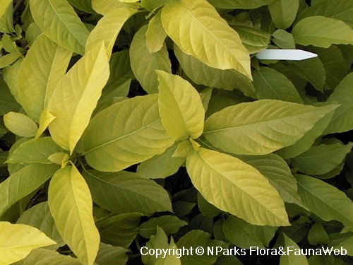 NParks | Pisonia grandis