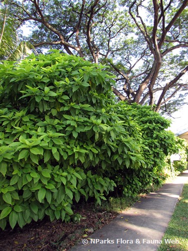 NParks | Pisonia grandis