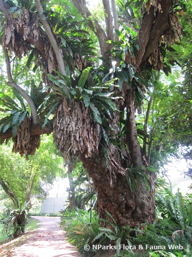 NParks | Pithecellobium dulce