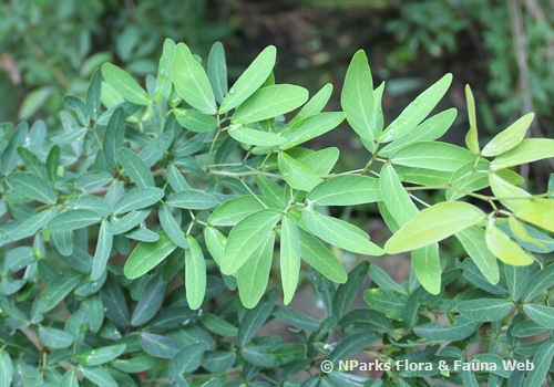 NParks | Pithecellobium dulce