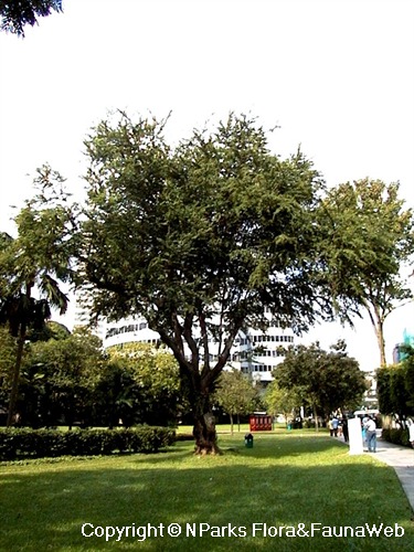 NParks | Pithecellobium dulce