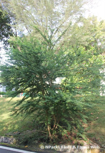 NParks | Pithecellobium dulce