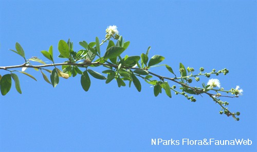 NParks | Pithecellobium dulce