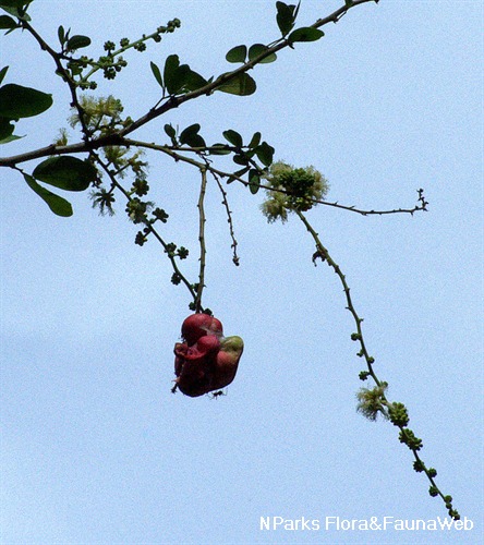 NParks | Pithecellobium dulce