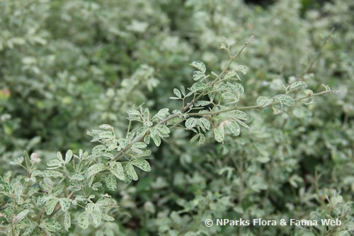 NParks | Pithecellobium dulce (Variegated)