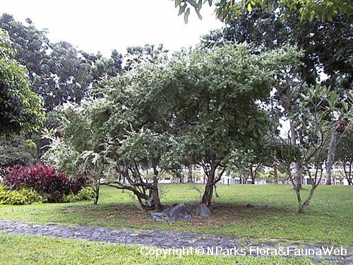 NParks | Pithecellobium dulce (Variegated)