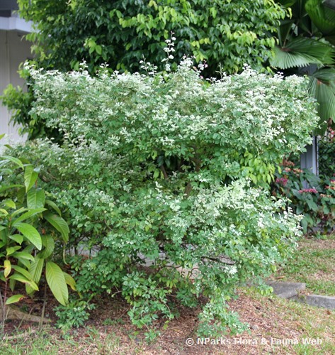 NParks | Pithecellobium dulce (Variegated)