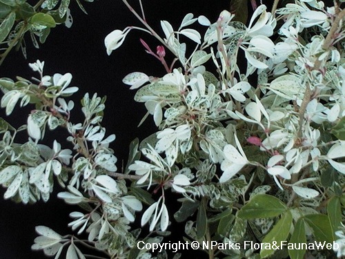 NParks | Pithecellobium dulce (Variegated)