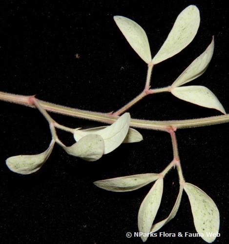 NParks | Pithecellobium dulce (Variegated)