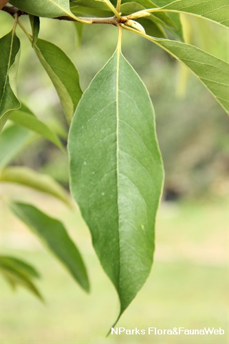NParks | Pittosporum ferrugineum