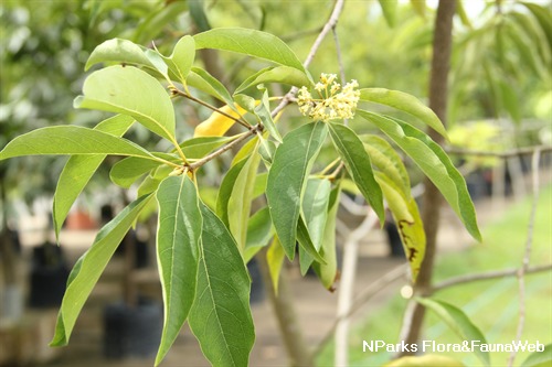 NParks | Pittosporum ferrugineum