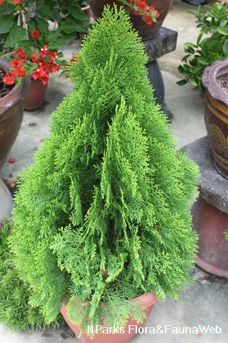 NParks | Platycladus orientalis