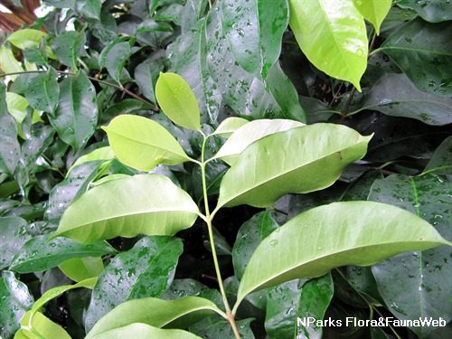 NParks | Pleiocarpa mutica