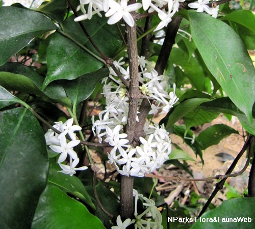 NParks | Pleiocarpa mutica