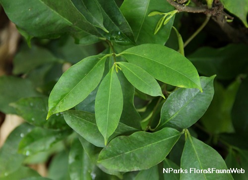 NParks | Pleiocarpa mutica