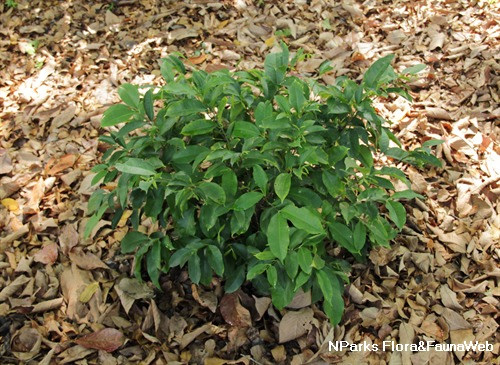 NParks | Pleiocarpa mutica