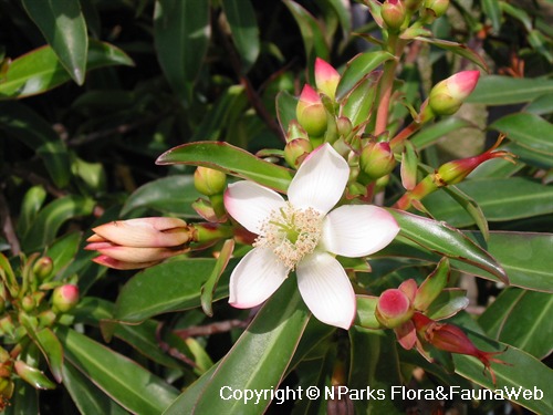 NParks | Ploiarium elegans