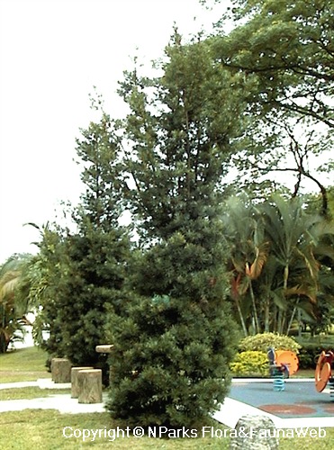 NParks | Podocarpus polystachyus