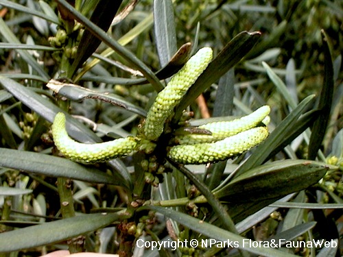 NParks | Podocarpus polystachyus