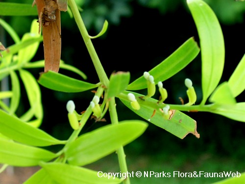 NParks | Podocarpus polystachyus