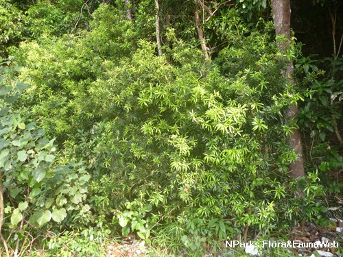 NParks | Podocarpus polystachyus