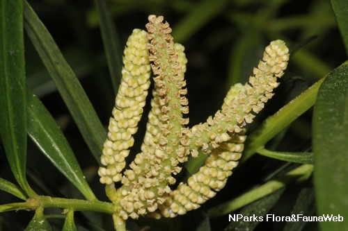 NParks | Podocarpus polystachyus