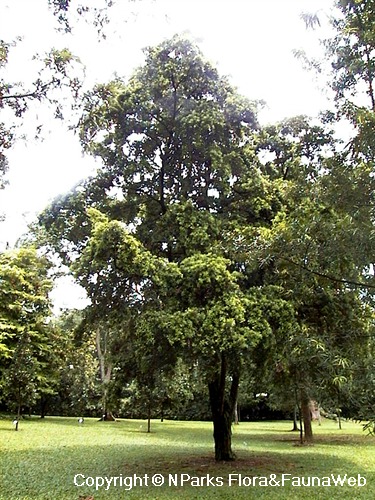 NParks | Podocarpus polystachyus
