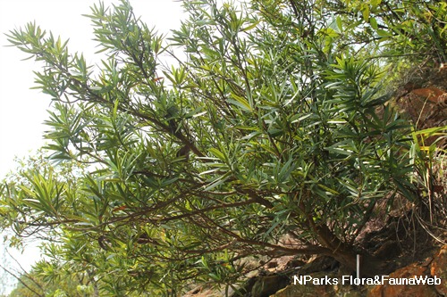 NParks | Podocarpus polystachyus