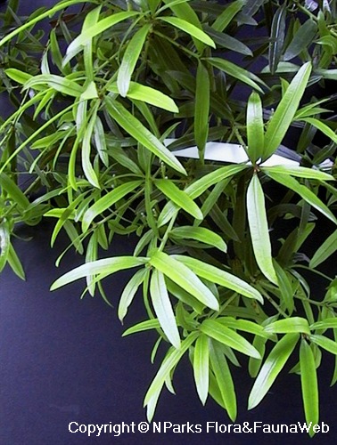 NParks | Podocarpus polystachyus