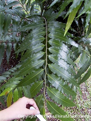 NParks | Monoon longifolium