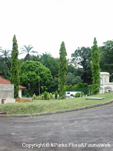 NParks | Monoon longifolium var pendula