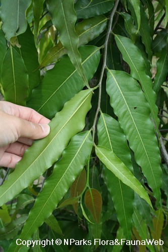 NParks | Monoon longifolium var pendula