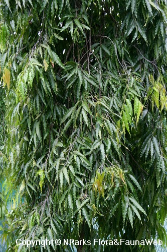 NParks | Monoon longifolium var pendula