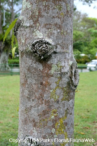 NParks | Monoon longifolium var pendula