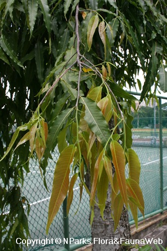 NParks | Monoon longifolium var pendula