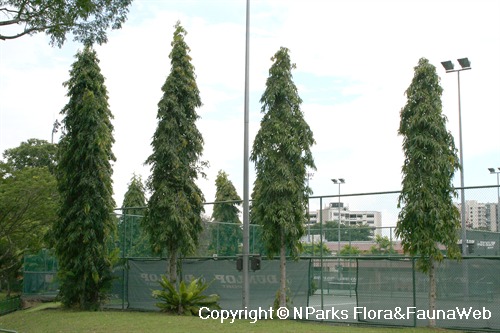 NParks | Monoon longifolium var pendula