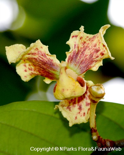 NParks | Mitrephora maingayi