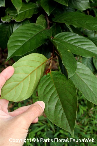 NParks | Mitrephora maingayi