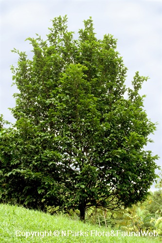 NParks | Mitrephora maingayi