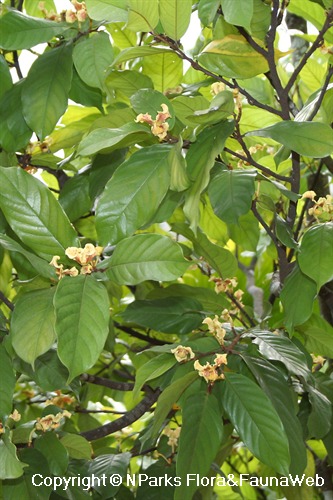 NParks | Mitrephora maingayi