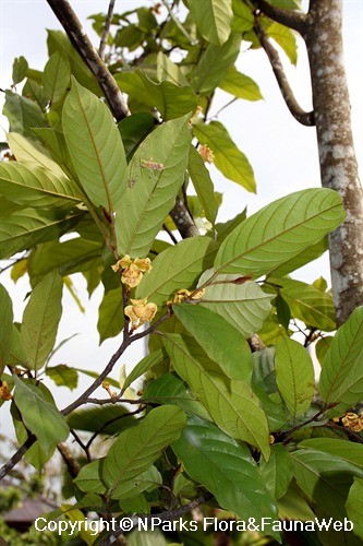 NParks | Mitrephora maingayi