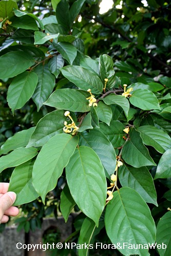 NParks | Mitrephora maingayi